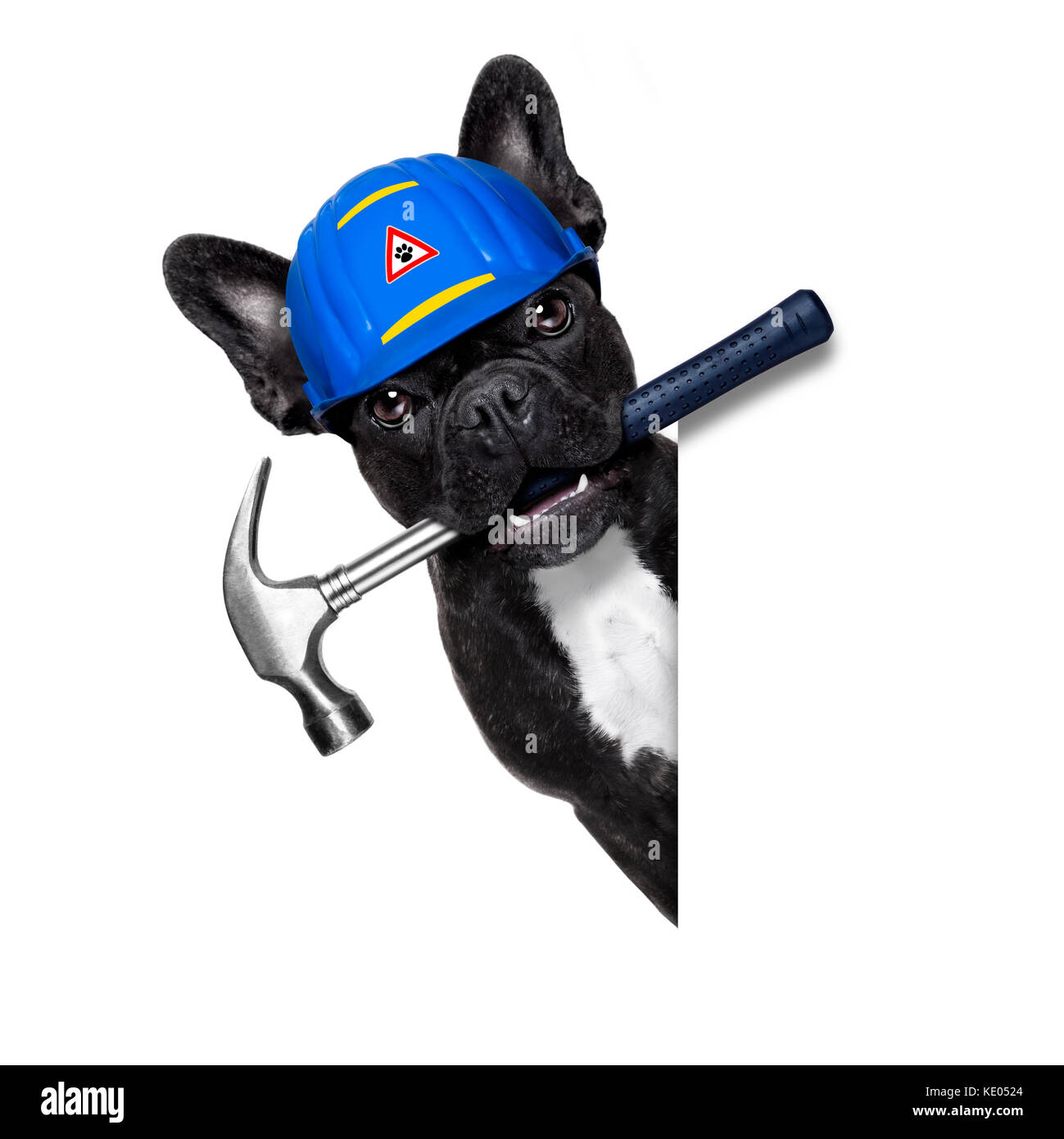 handyman dog worker with helmet behind blank white banner , hammer tool ...