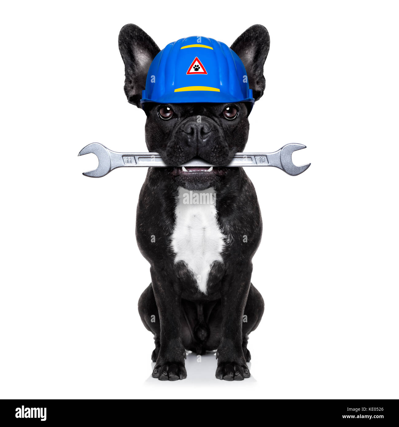 handyman dog worker with helmet and wrench in mouth, ready to repair ...