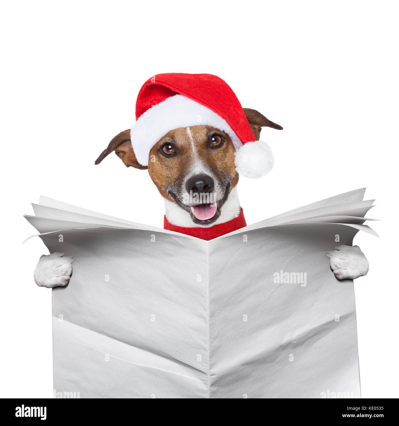 christmas dog reading a newspaper Stock Photo - Alamy