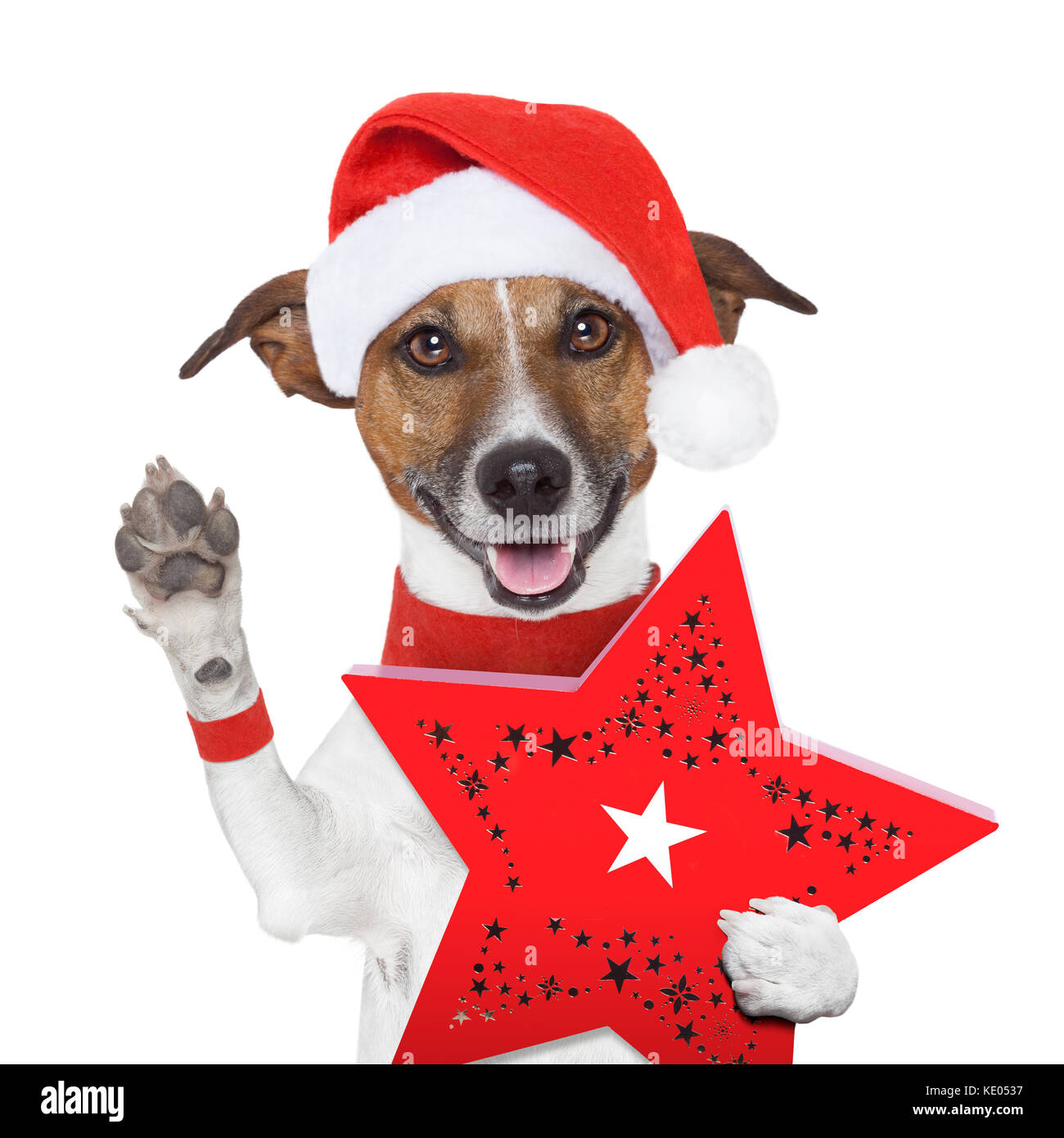 surprise christmas dog with a red present box Stock Photo - Alamy