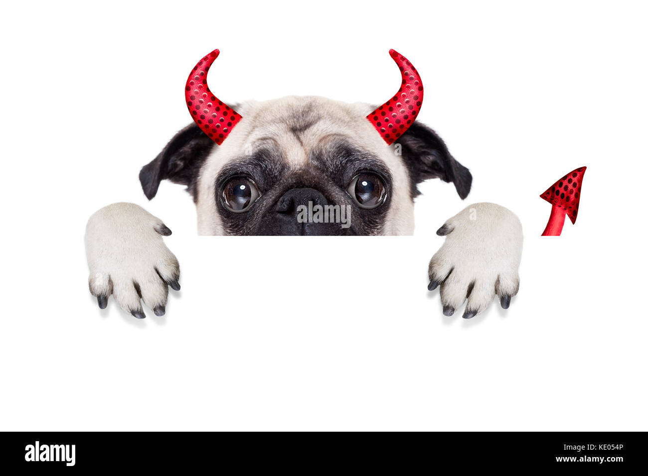 halloween devil pug dog hiding behind white empty blank banner or ...