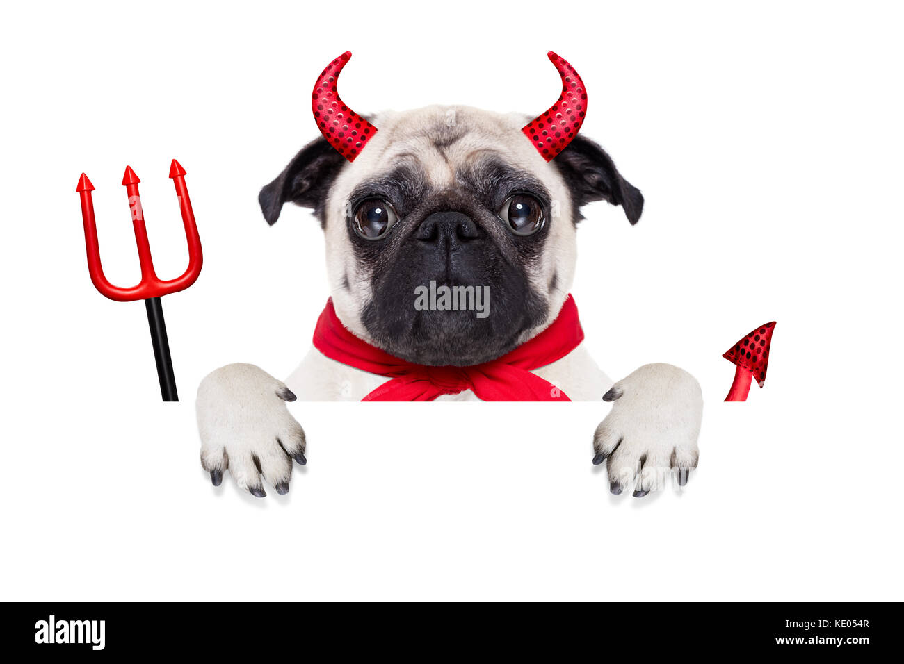 halloween devil pug dog hiding behind white empty blank banner or ...