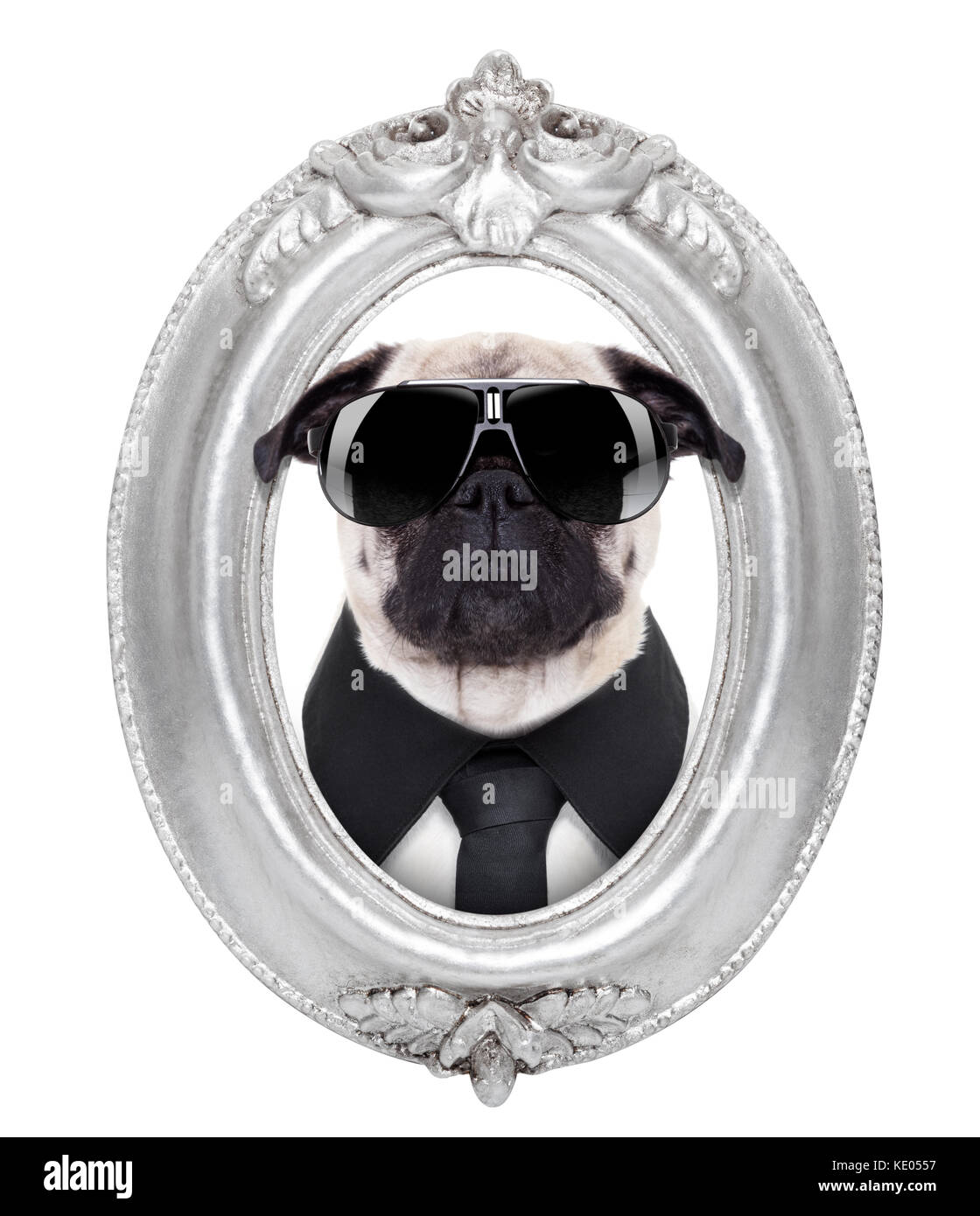 pug dog portrait in a wooden retro old frame , isolated on white ...