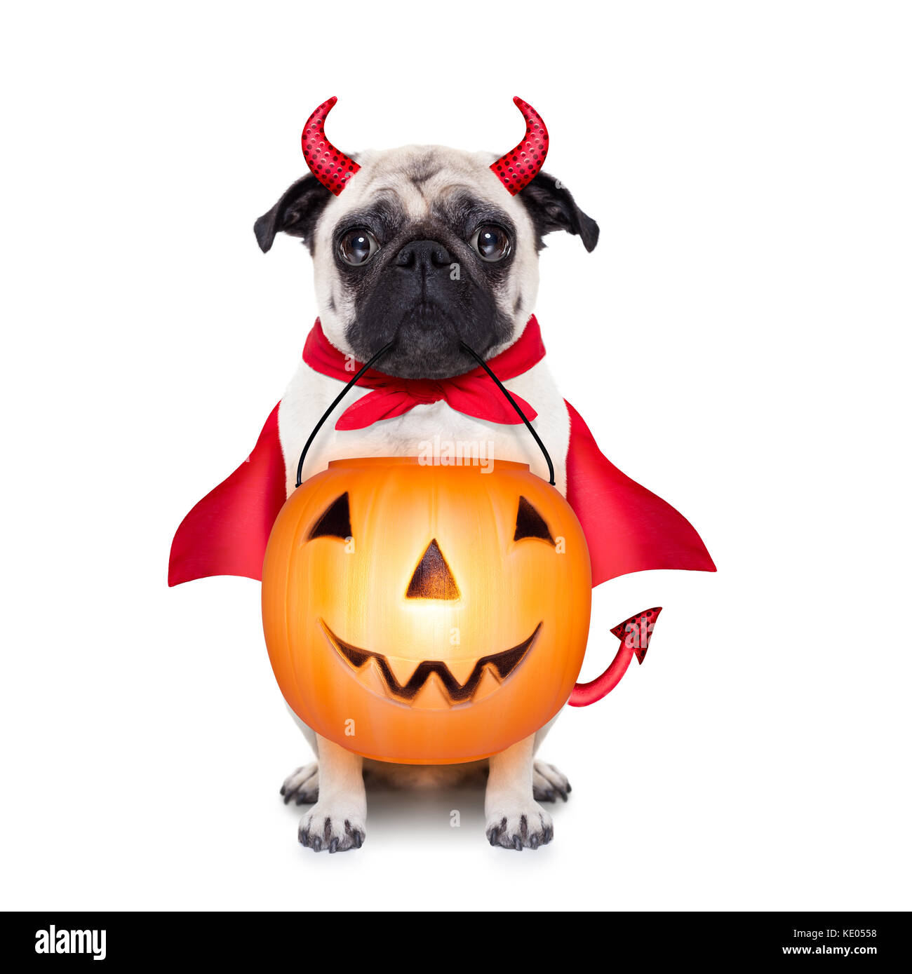 halloween devil pug dog with trick or treat bowl, isolated on white ...