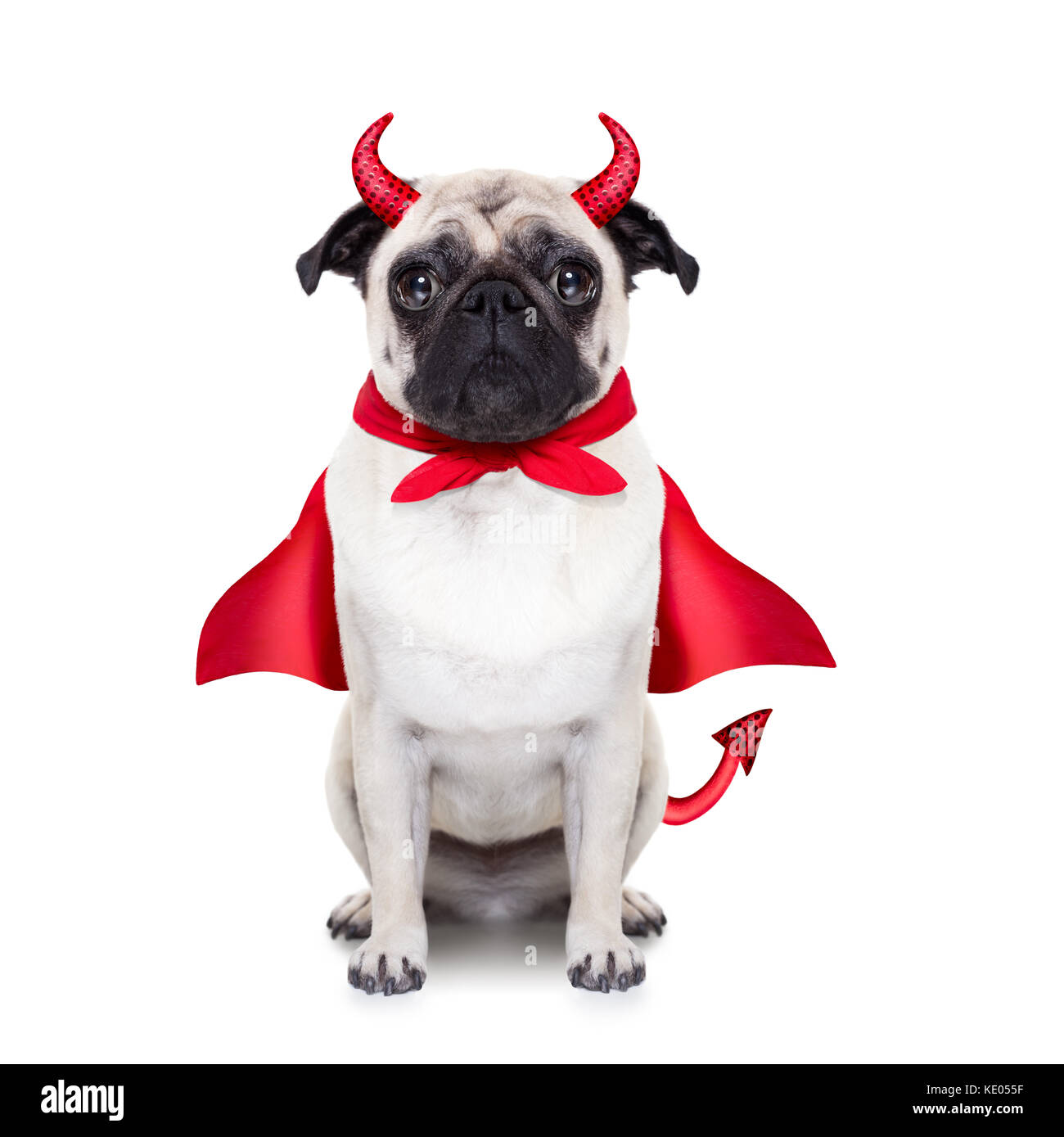 halloween devil pug dog with red cape, isolated on white background ...