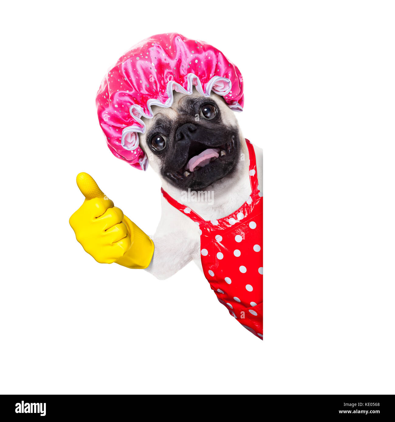 pug dog doing household chores with rubber gloves and shower cap ...