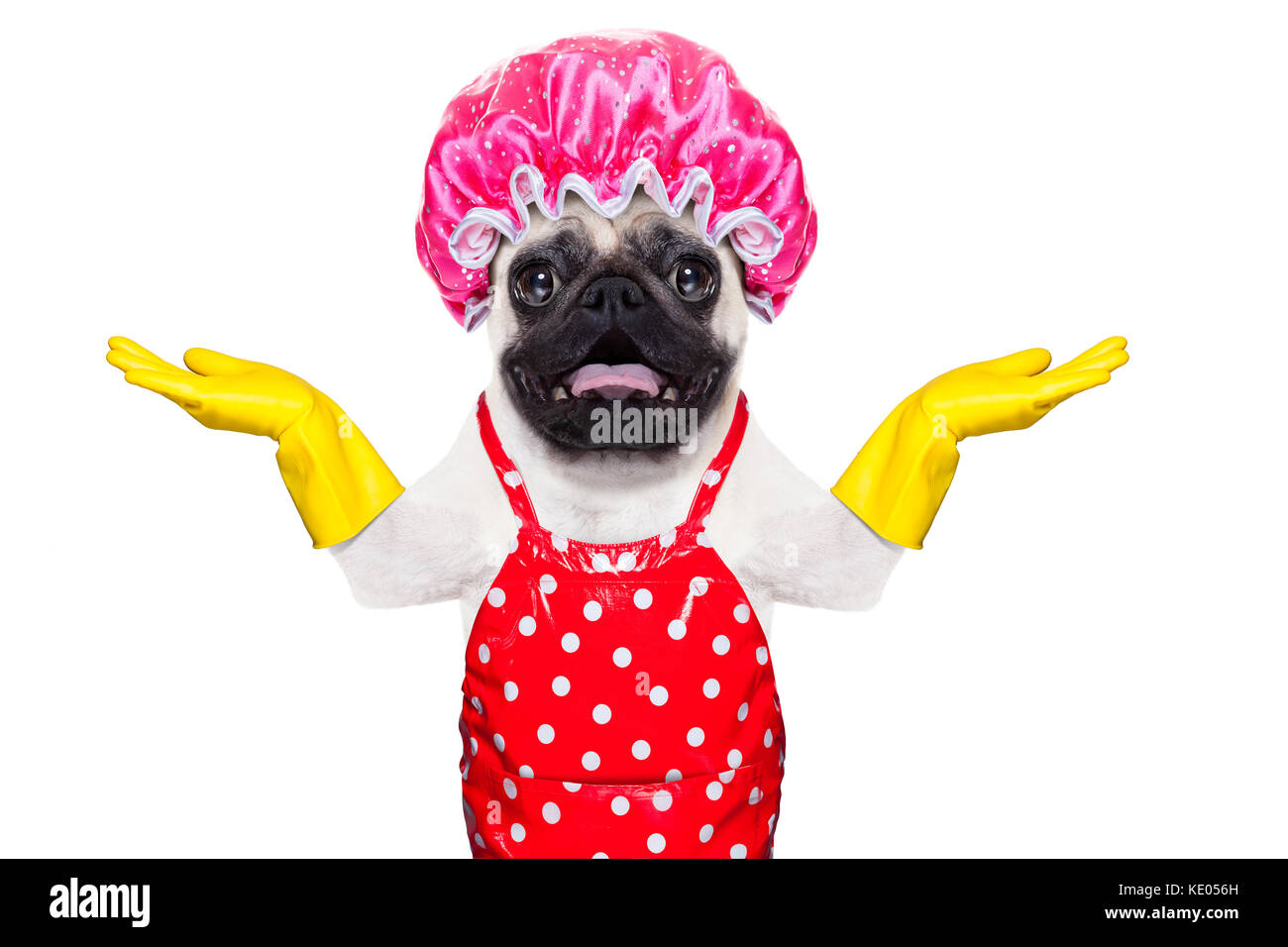 pug dog doing household chores with rubber gloves and shower cap ...