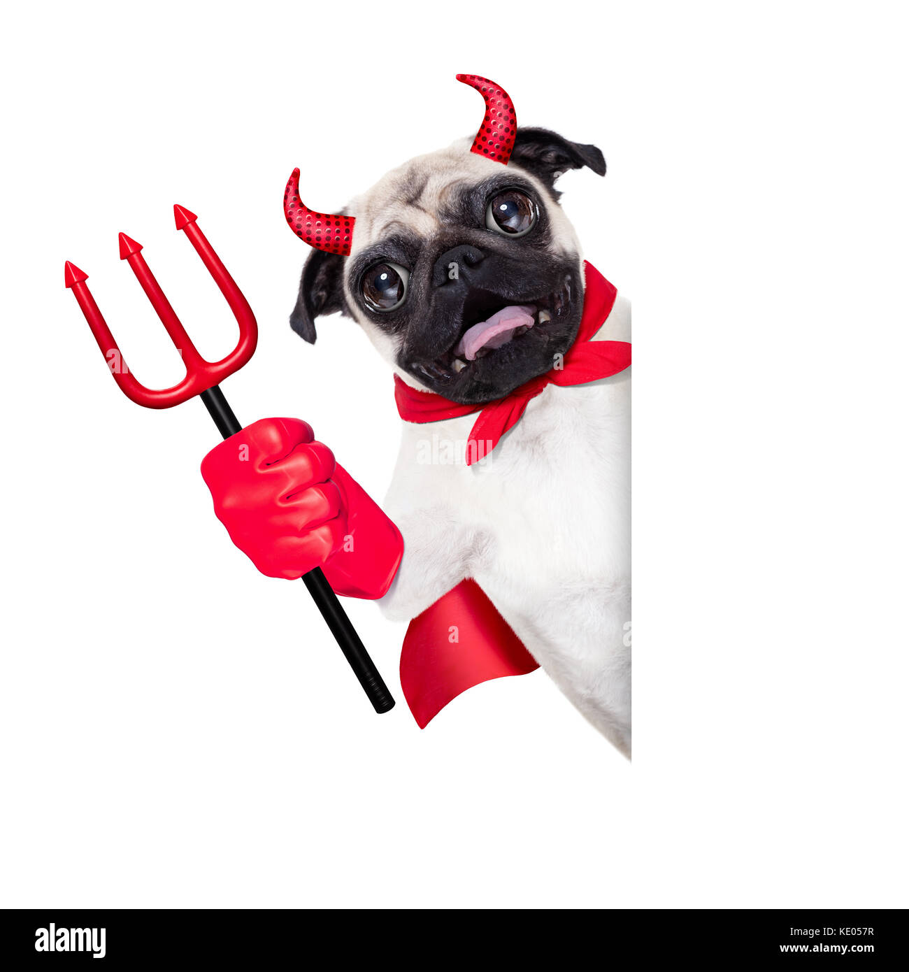 halloween devil pug dog hiding behind white empty blank banner or ...
