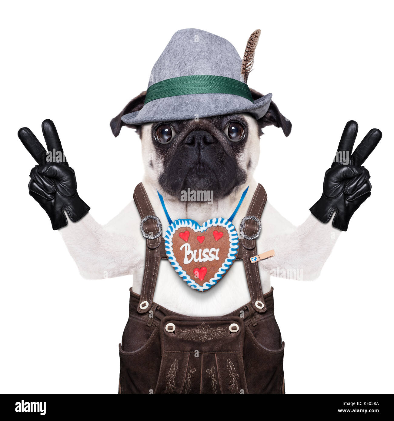 pug dog dressed up as bavarian,isolated on white background,with peace ...