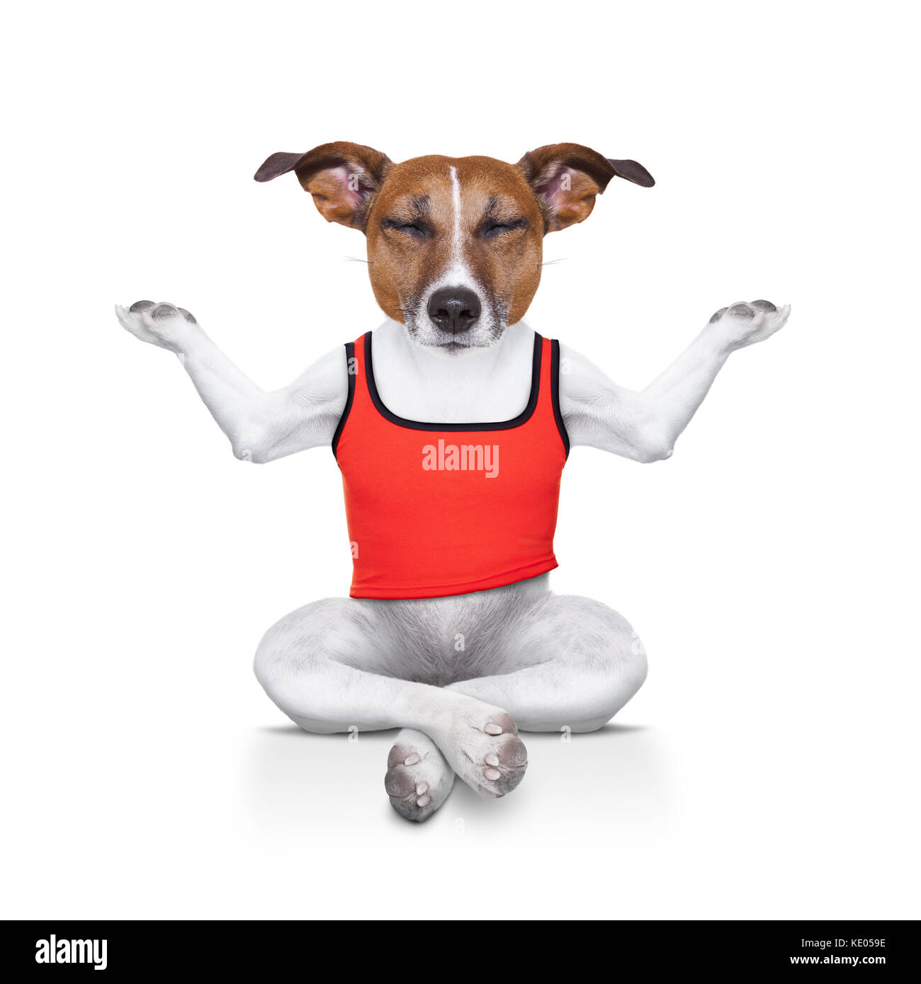 yoga dog posing in a relaxing pose with both arms open and closed eyes ...