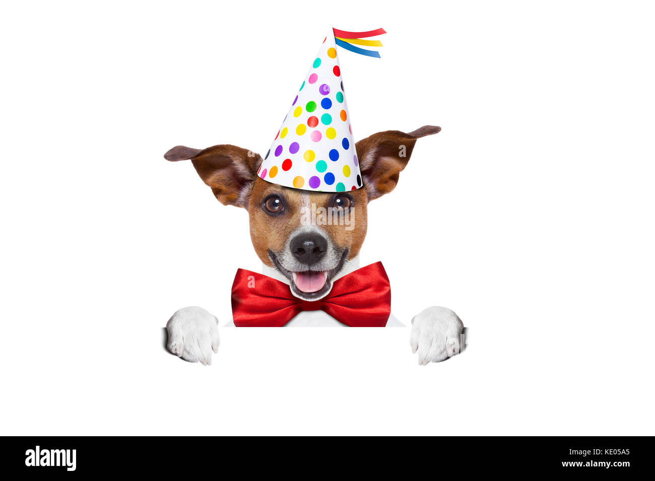 jack russell dog as a surprise, behind white and blank banner or ...