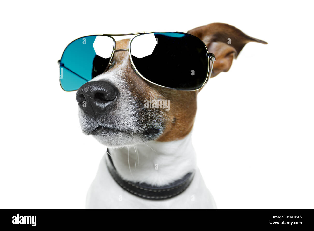 dog sunglasses funny Stock Photo - Alamy