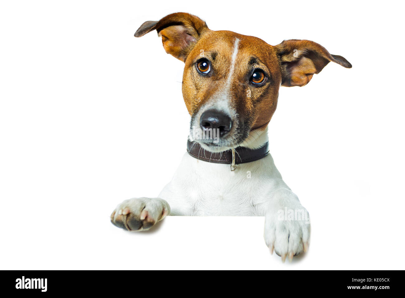 dog banner placeholder Stock Photo - Alamy