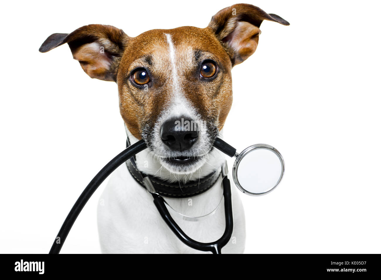 medical doctor dog Stock Photo - Alamy