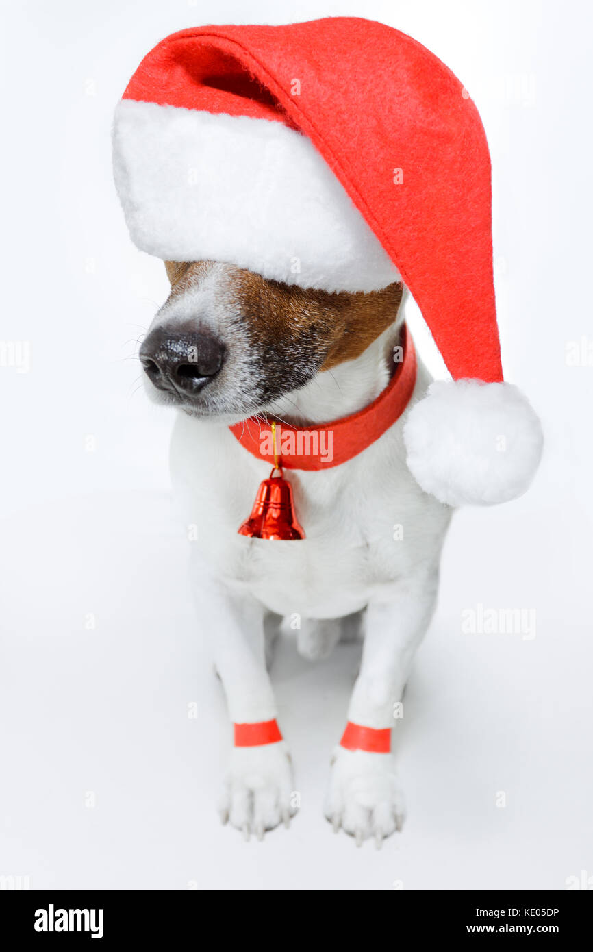 christmas dog santa Stock Photo - Alamy
