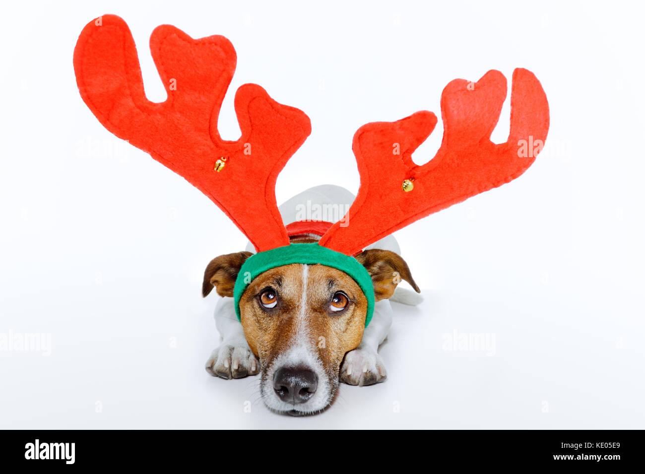 dog as deer Stock Photo - Alamy