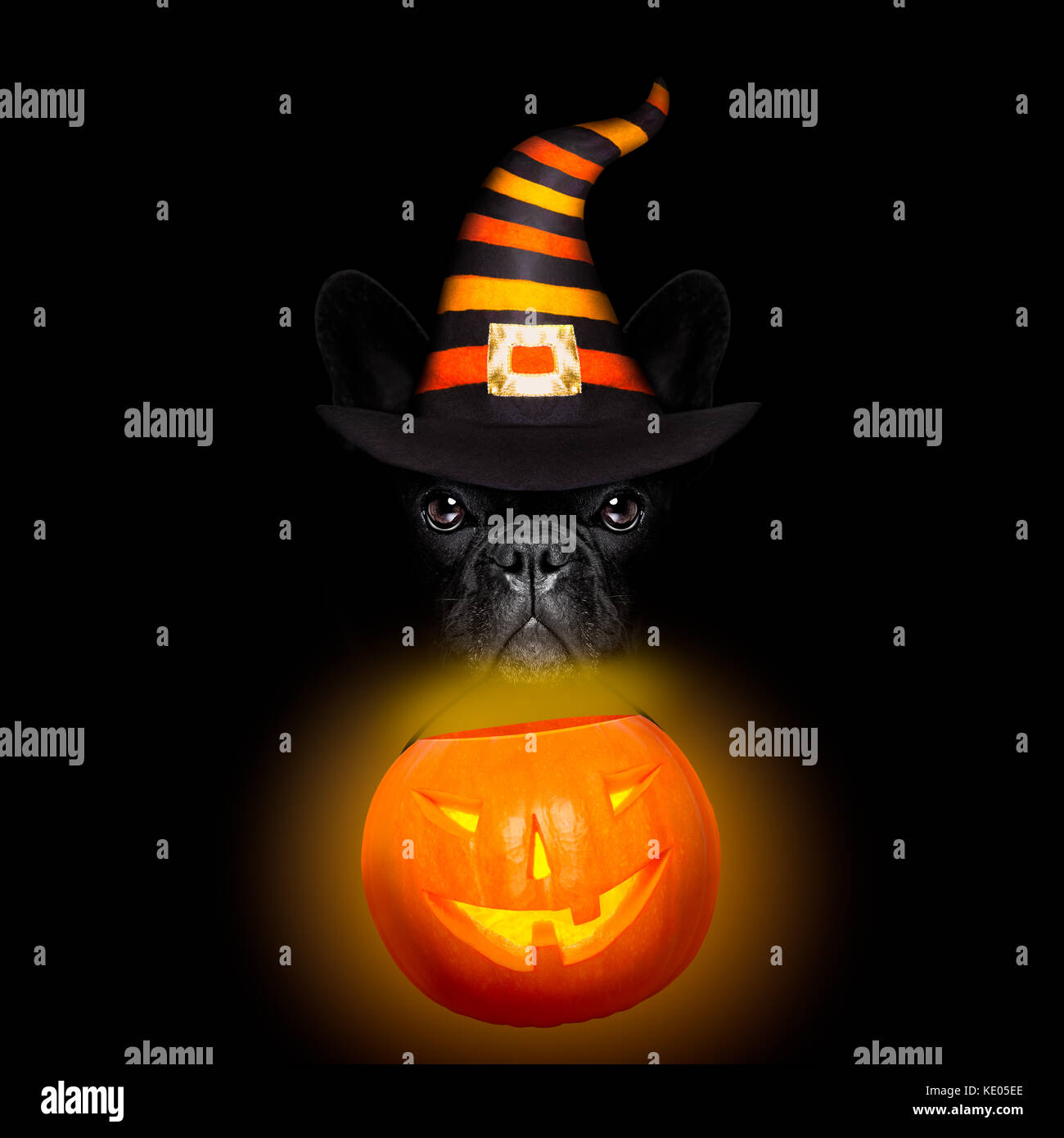 halloween witch french bulldog dog dressed as a bad devil with horns ...