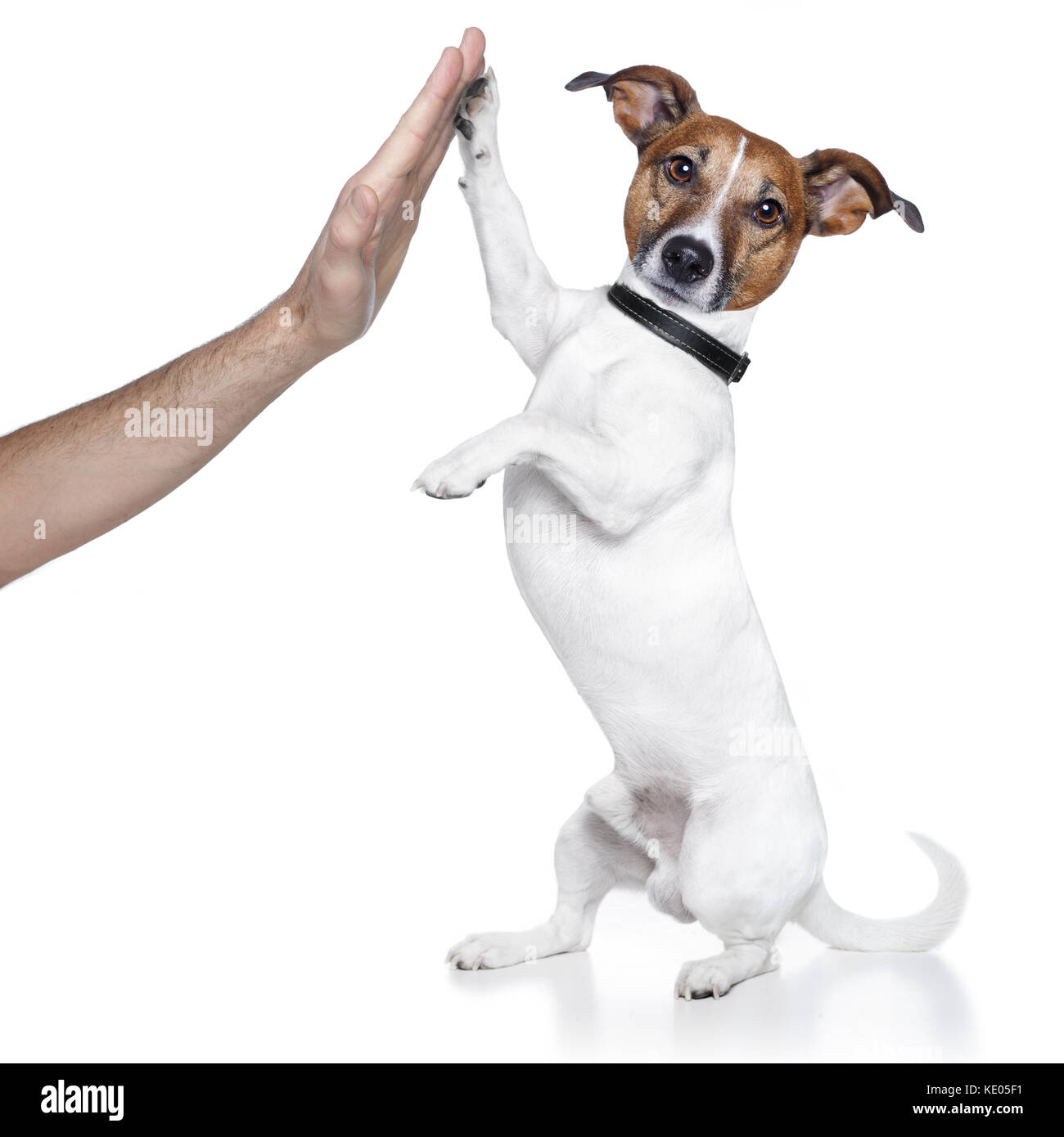dog with paw high five Stock Photo - Alamy