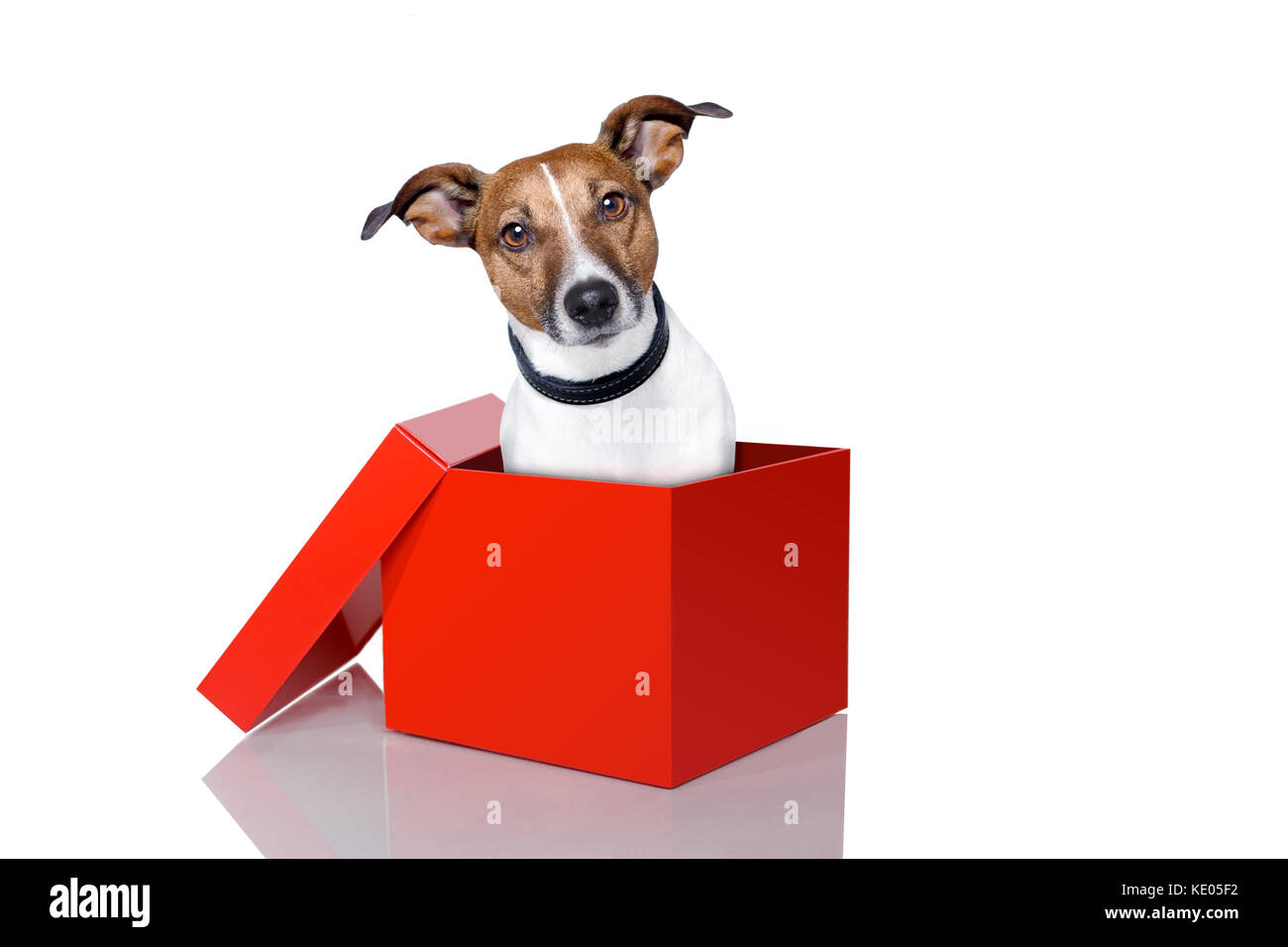 dog in a box Stock Photo - Alamy