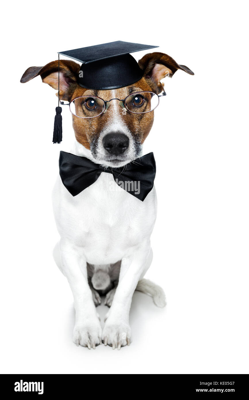 Professor dog Cut Out Stock Images & Pictures - Alamy