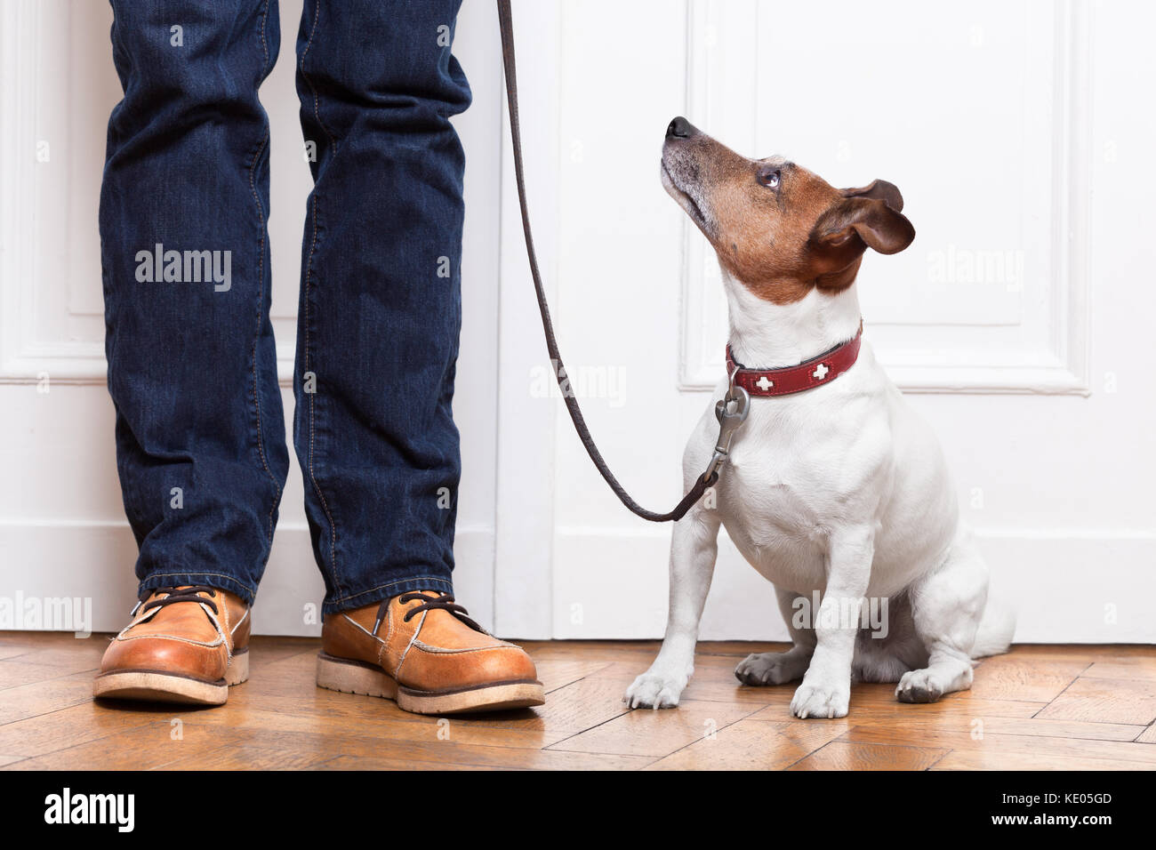 dog looking up to owner waiting to go walkies Stock Photo - Alamy