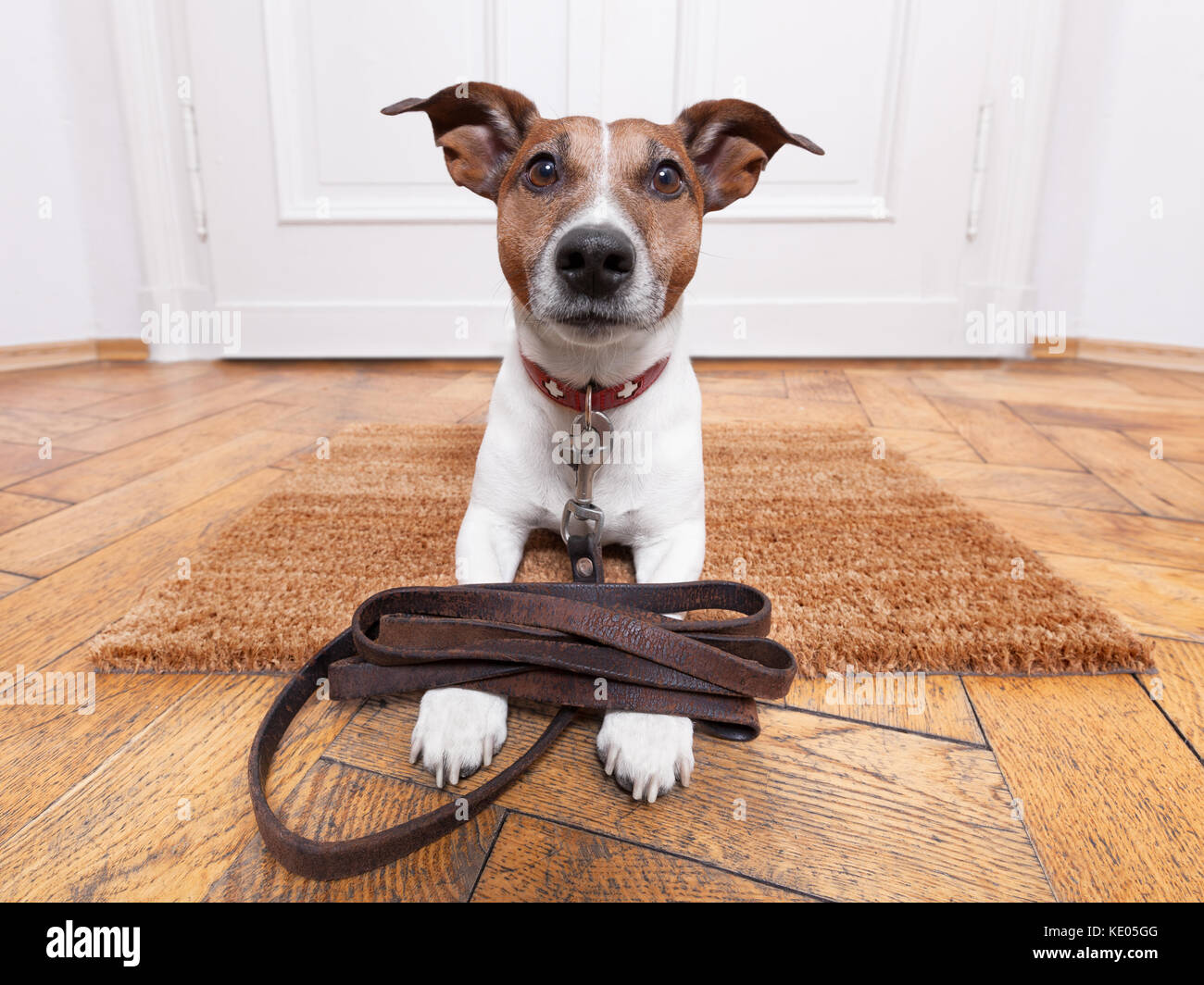dog with leather leash waiting to go walkies Stock Photo - Alamy