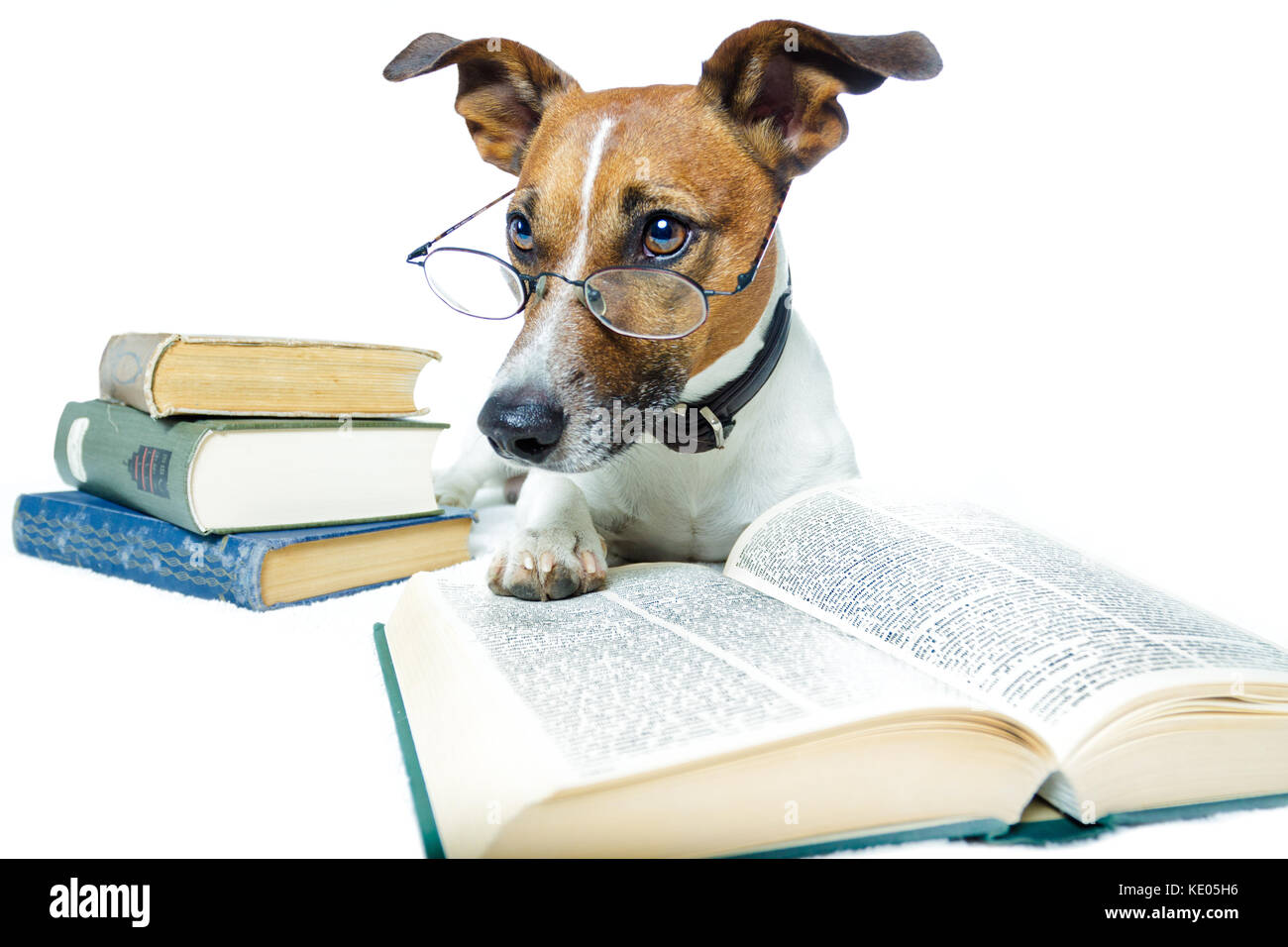dog reading book Stock Photo - Alamy