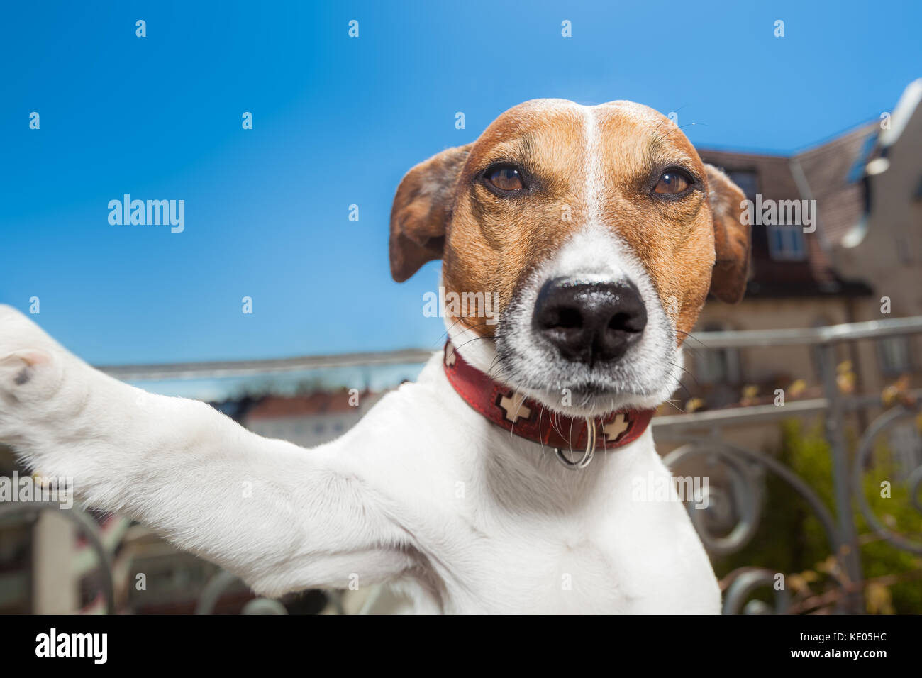 dog taking a selfie with a smartphone Stock Photo - Alamy