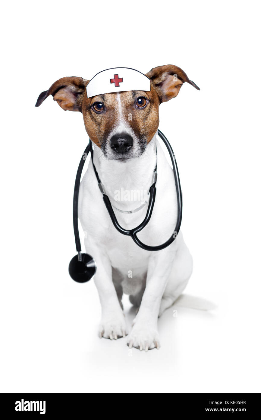 medical doctor dog Stock Photo - Alamy