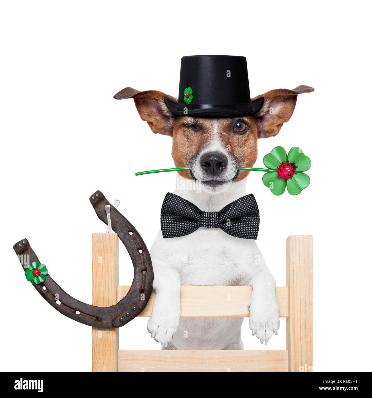 Is Year Of Dog Lucky