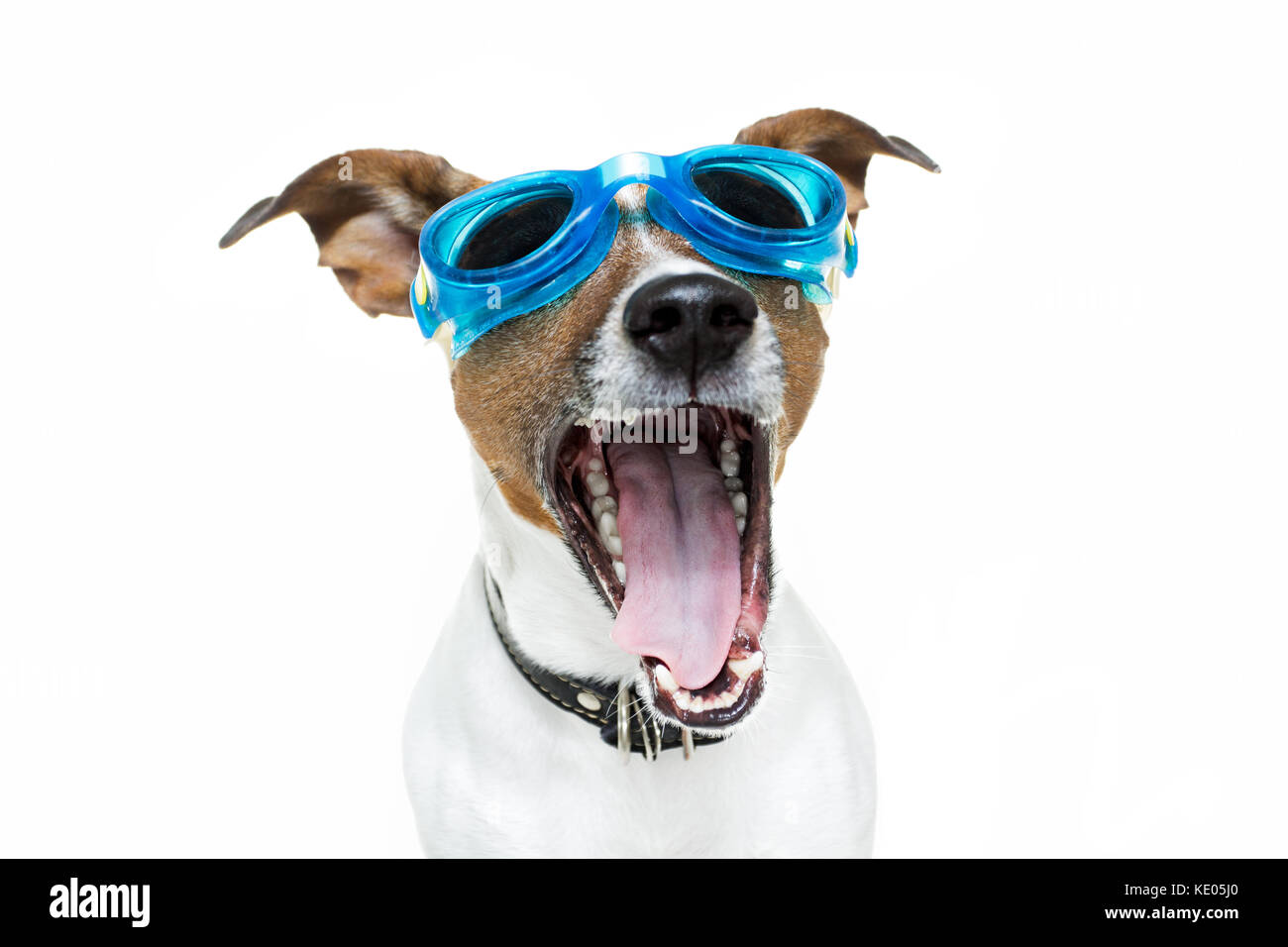 Dog with blue goggles Stock Photo - Alamy
