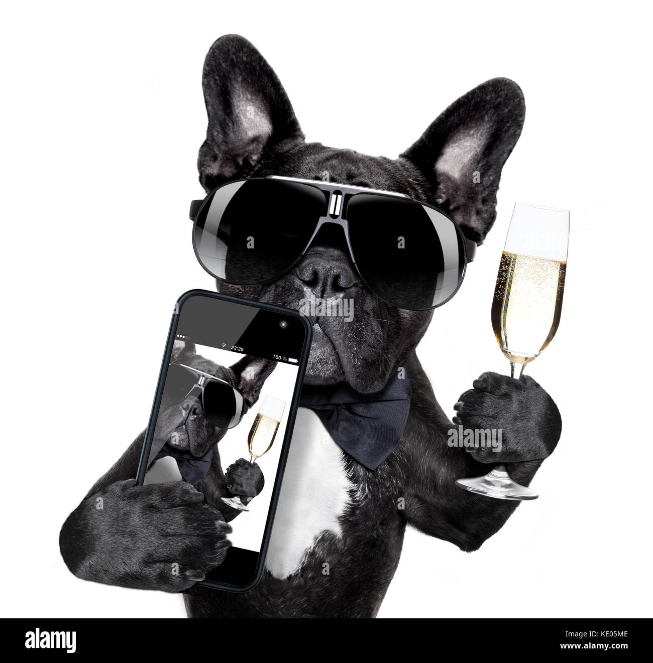 selfie of dog toasting for you in a cool pose Stock Photo - Alamy
