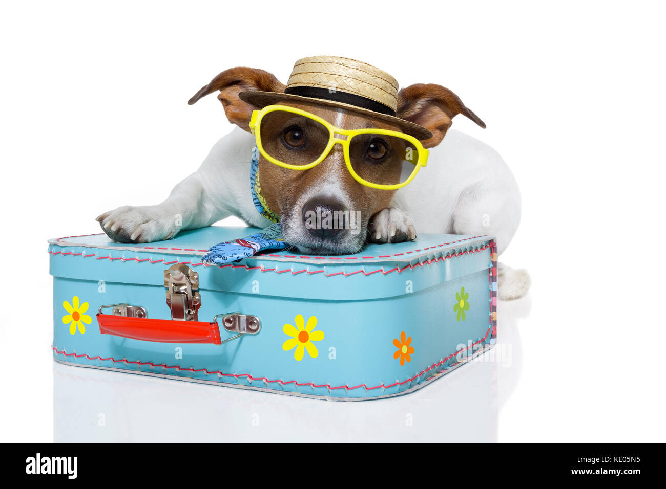 vacation tourist dog Stock Photo - Alamy