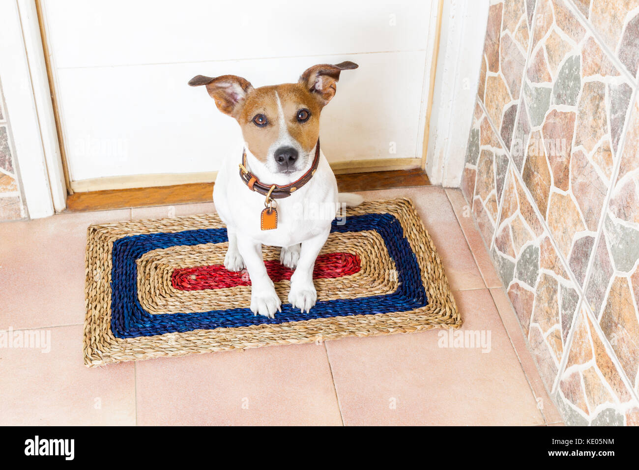 jack russell dog waiting for owner to play and go for a walk with leash ...