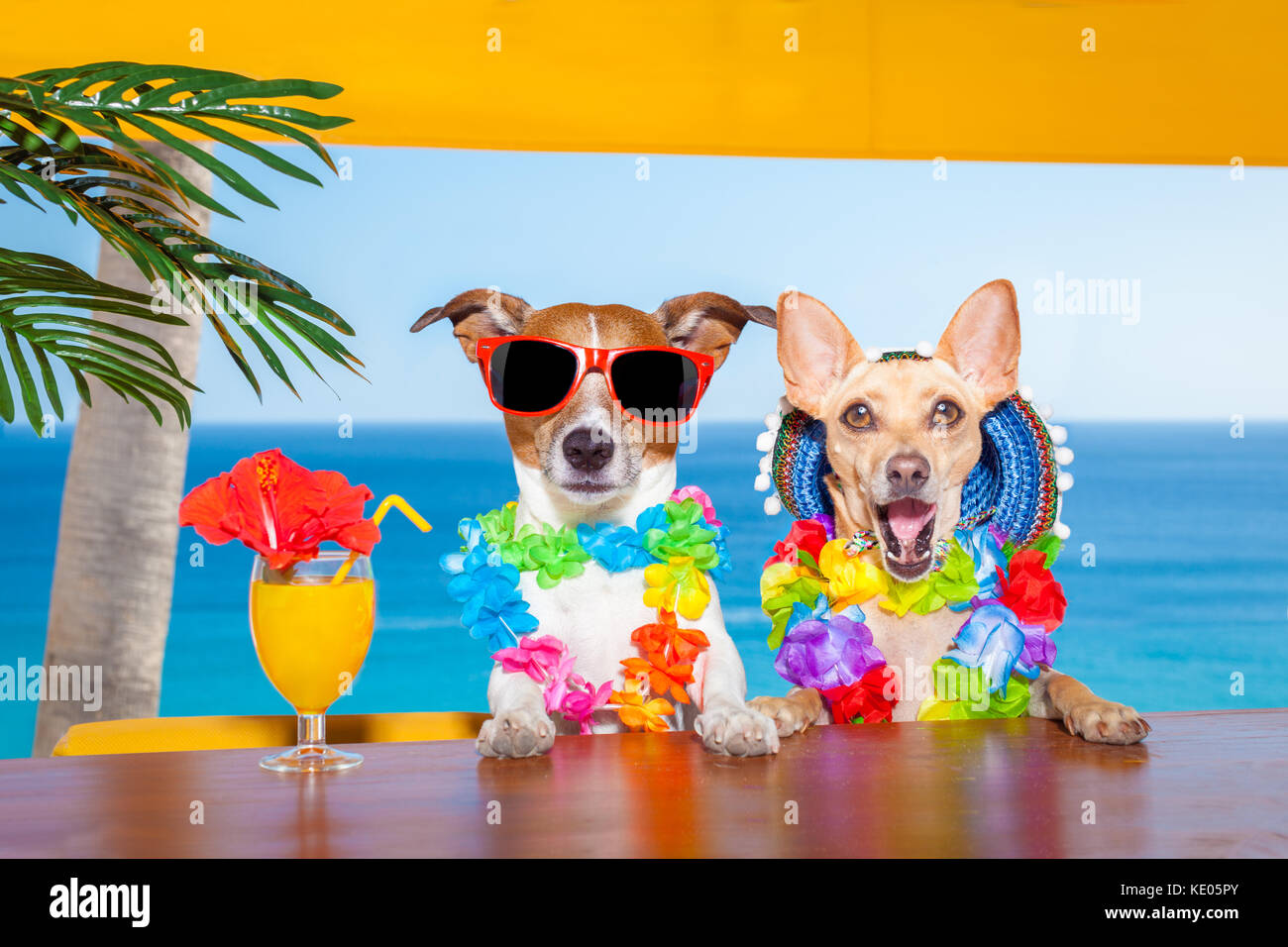 funny cool couple of dogs drinking cocktails at the bar in a beach club ...