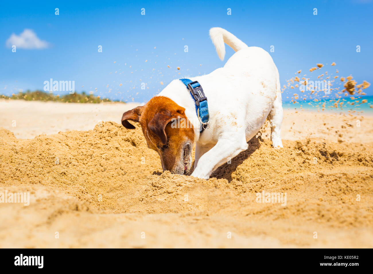 jack russell dog digging a hole in the sand at the beach on summer ...