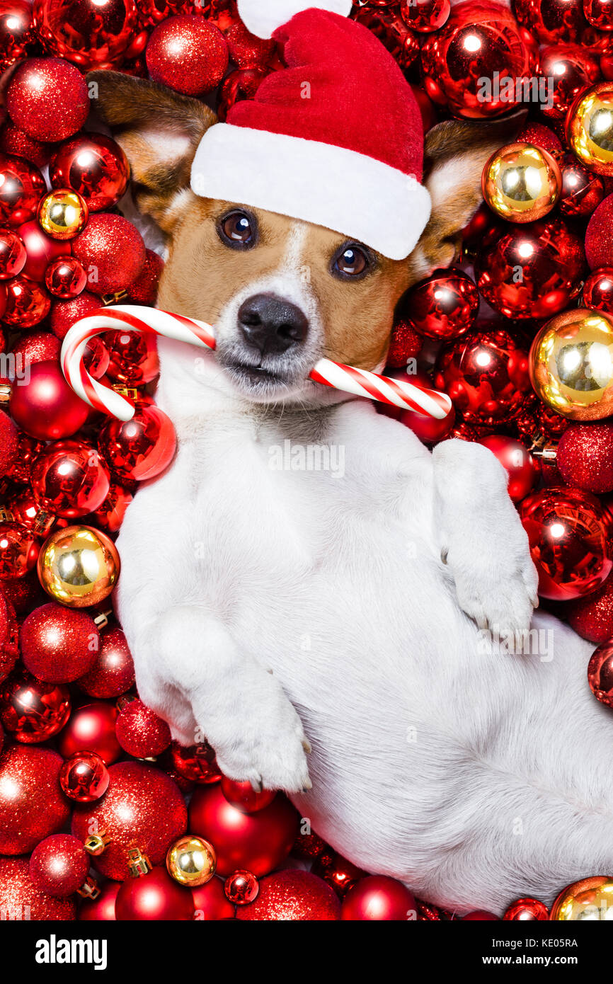 Jack russell terrier puppy stick hi-res stock photography and images ...