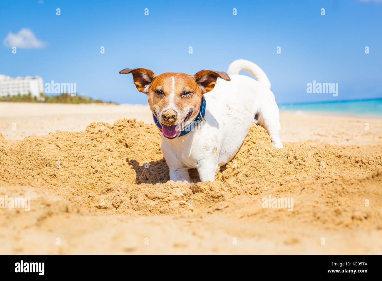 jack russell dog digging a hole in the sand at the beach on summer ...