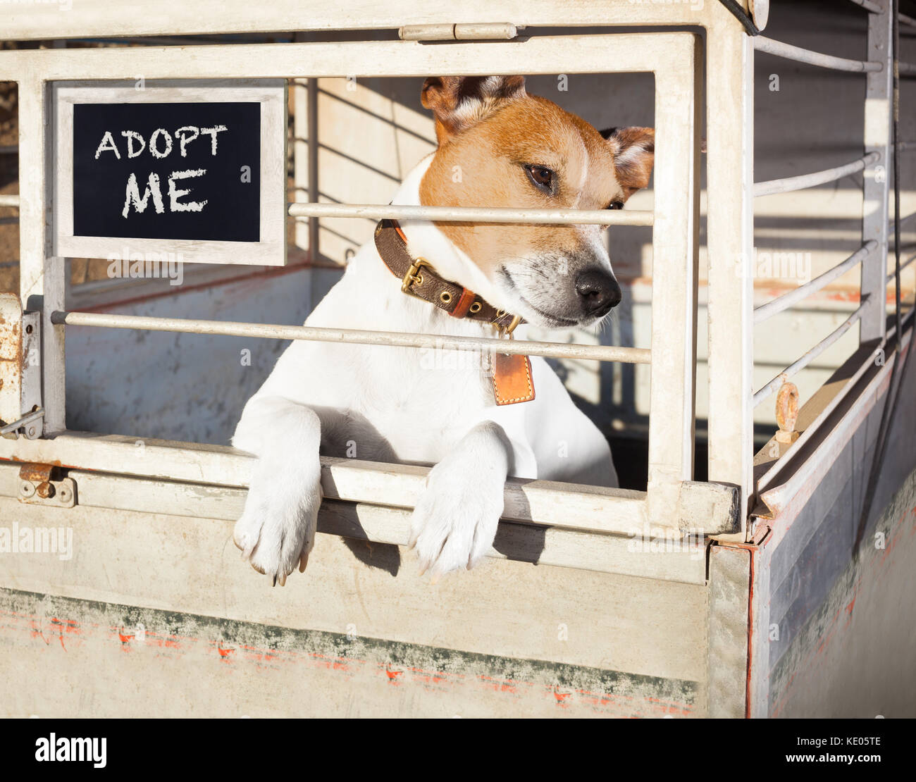 Empty dog shelter hi-res stock photography and images - Alamy