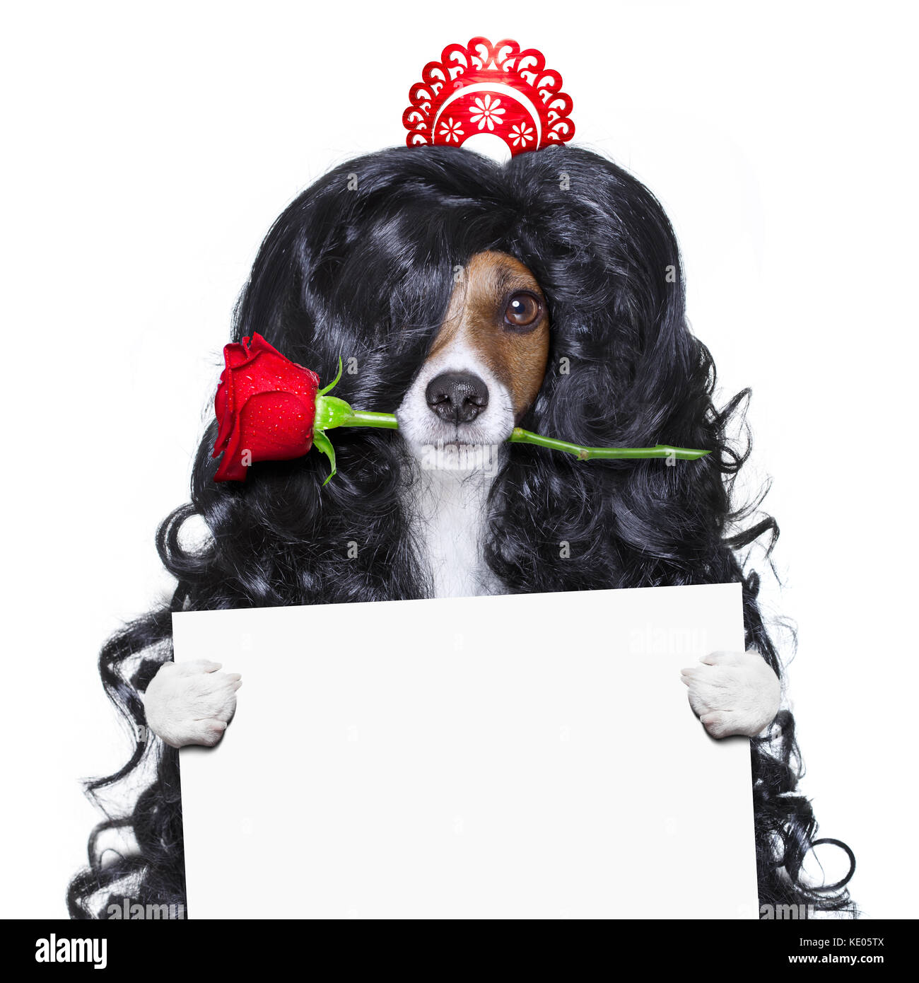 Curly russell Cut Out Stock Images & Pictures - Alamy