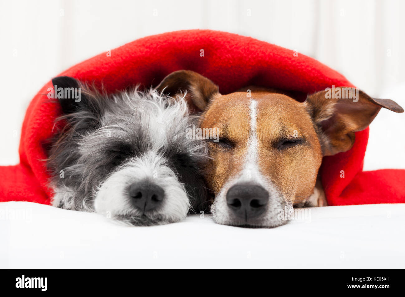 Loving couple in bed dog hi-res stock photography and images - Alamy