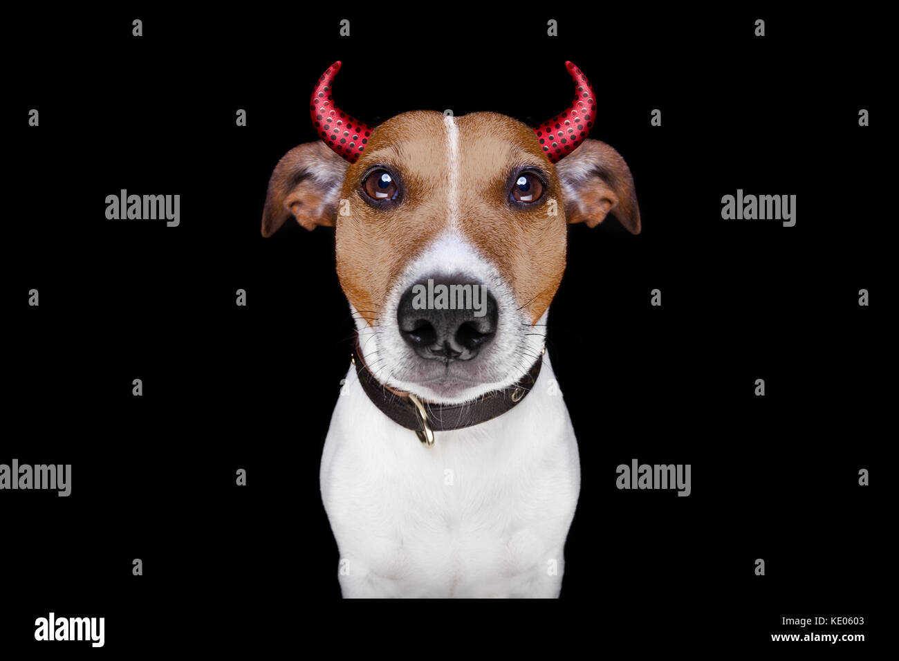 Dog devil horns hi-res stock photography and images - Alamy
