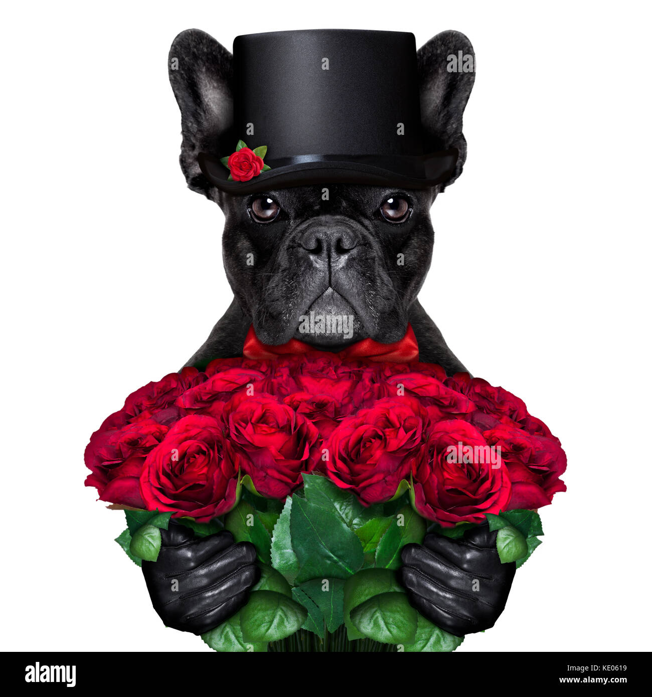 valentines french bulldog dog , holding bunch of red roses , isolated ...