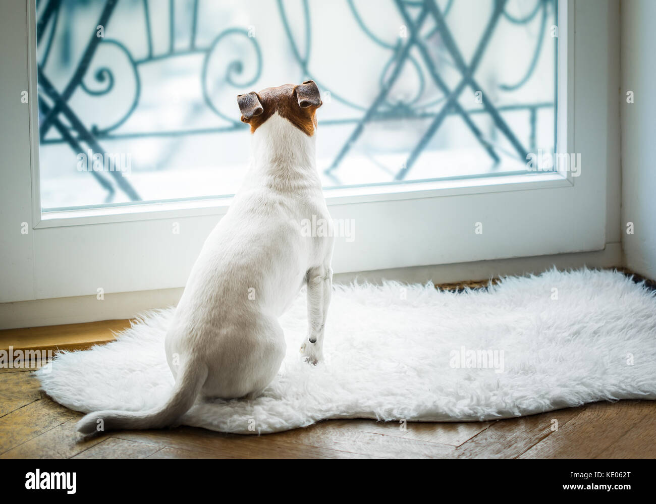 Jack russell dog missing and thinking about the past and future s ...