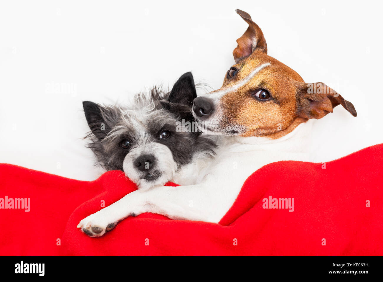 Loving couple in bed dog hi-res stock photography and images - Alamy