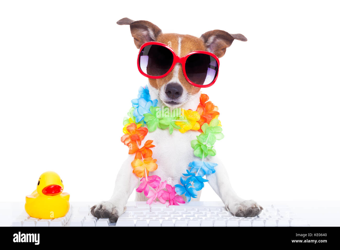 Online shopping website screen pet hi-res stock photography and images ...