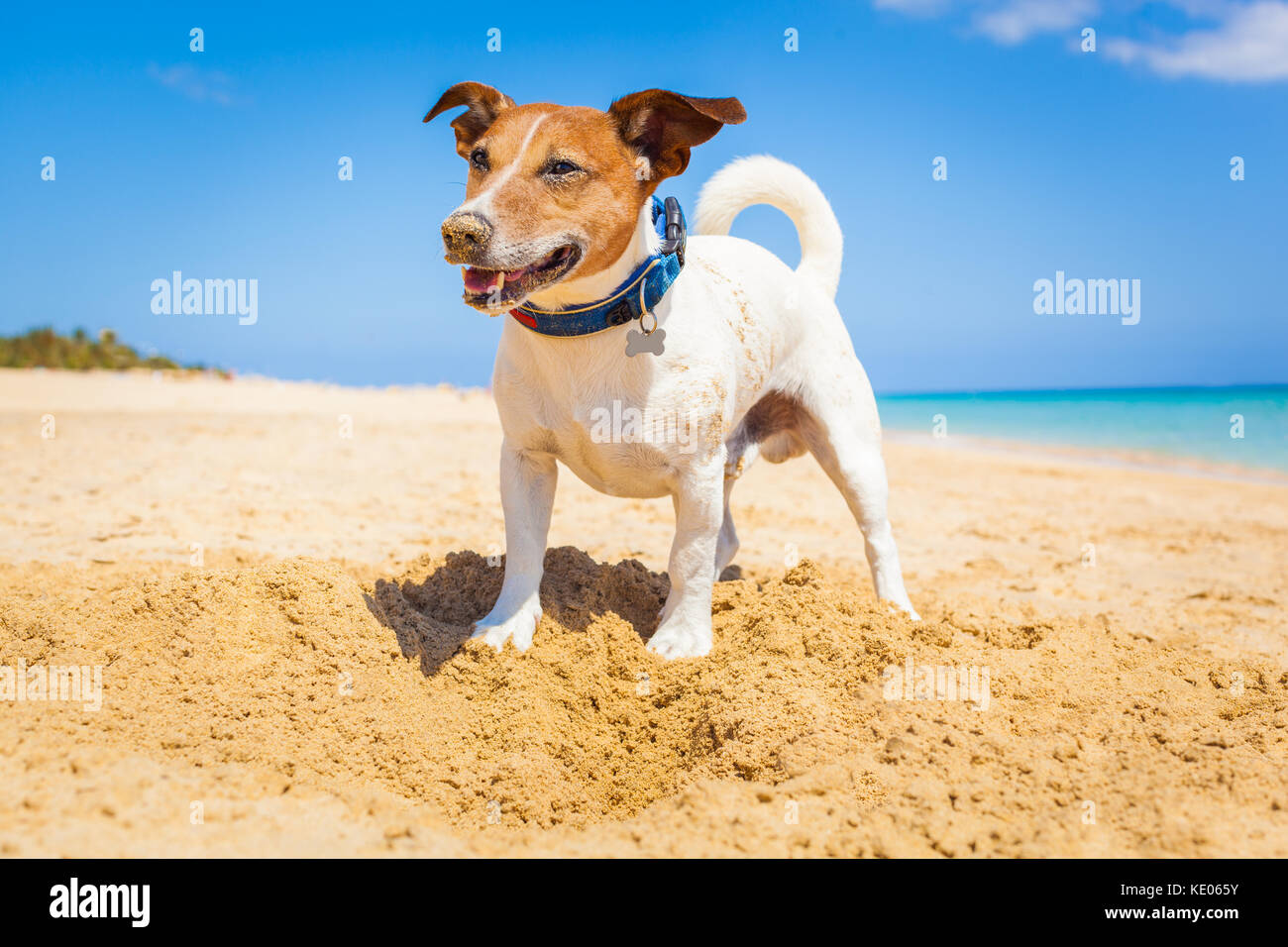 dog digging a hole in the sand at the beach on summer holiday vacation ...