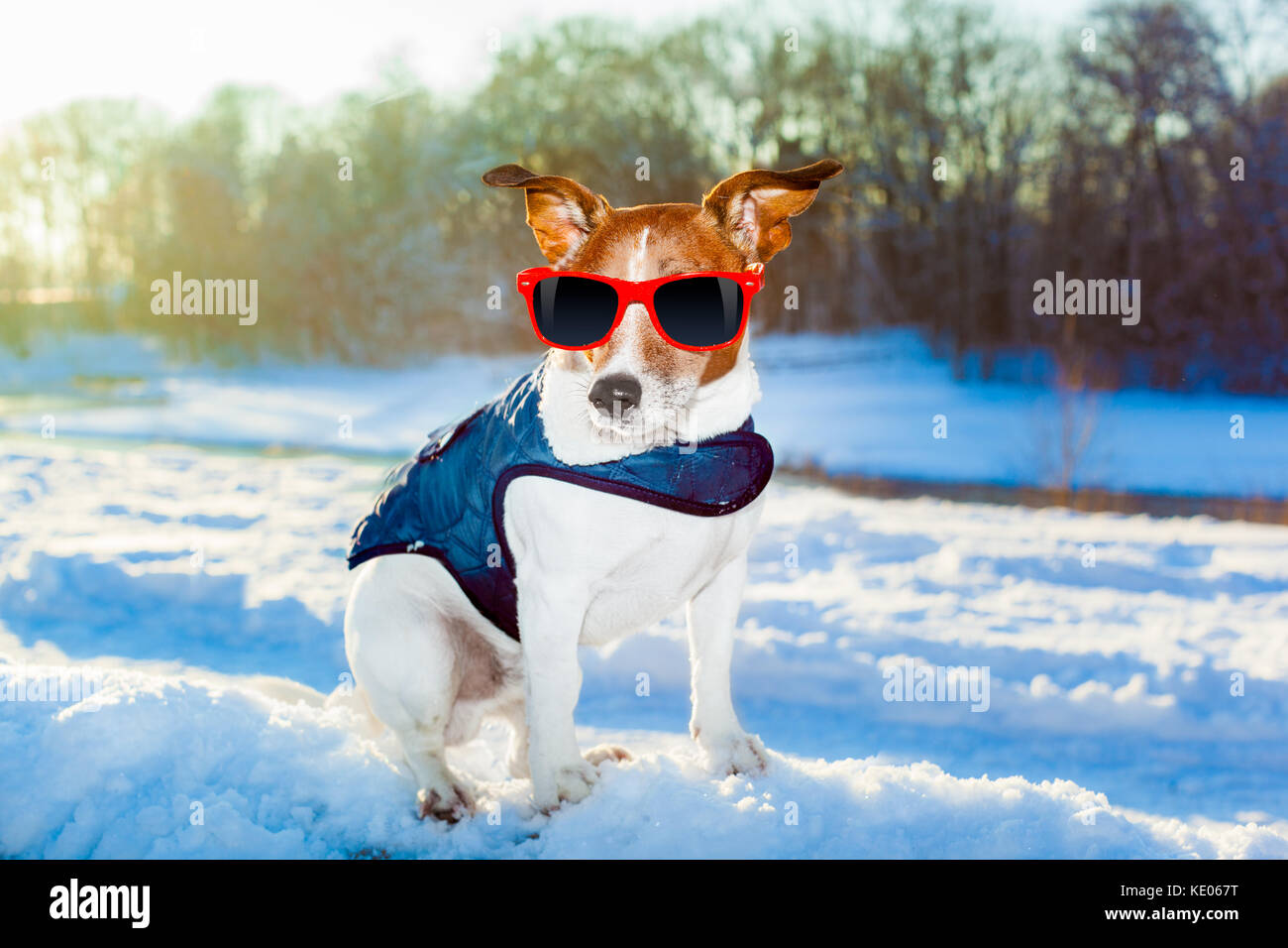 rescue swiss dog with pullover outside in the winter wonder land Stock ...