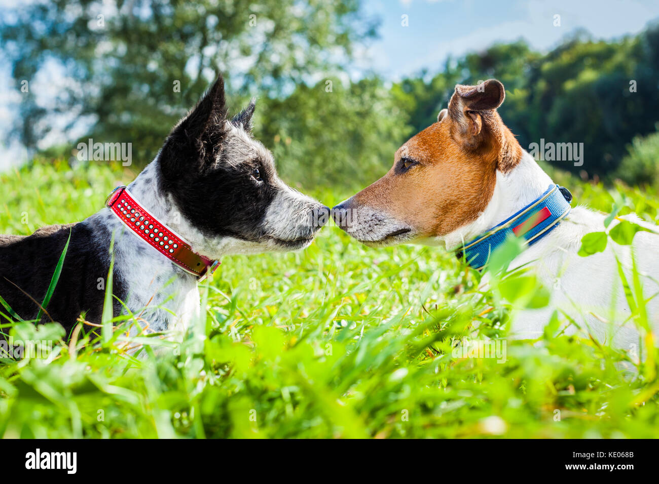 couple of dogs in love kissing with nose in park outdoors , dating and ...