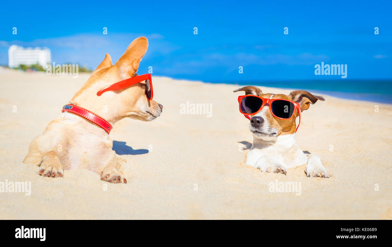 Summer with dog hi-res stock photography and images - Alamy